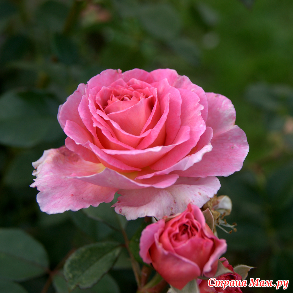 Моя кофта!!! - Вязание - Страна Мам