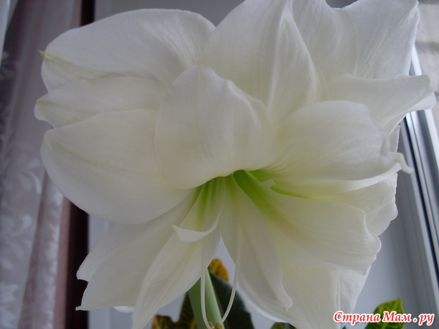 Цветут мои амариллисы и орхидея - Сад, огород - Страна Мам